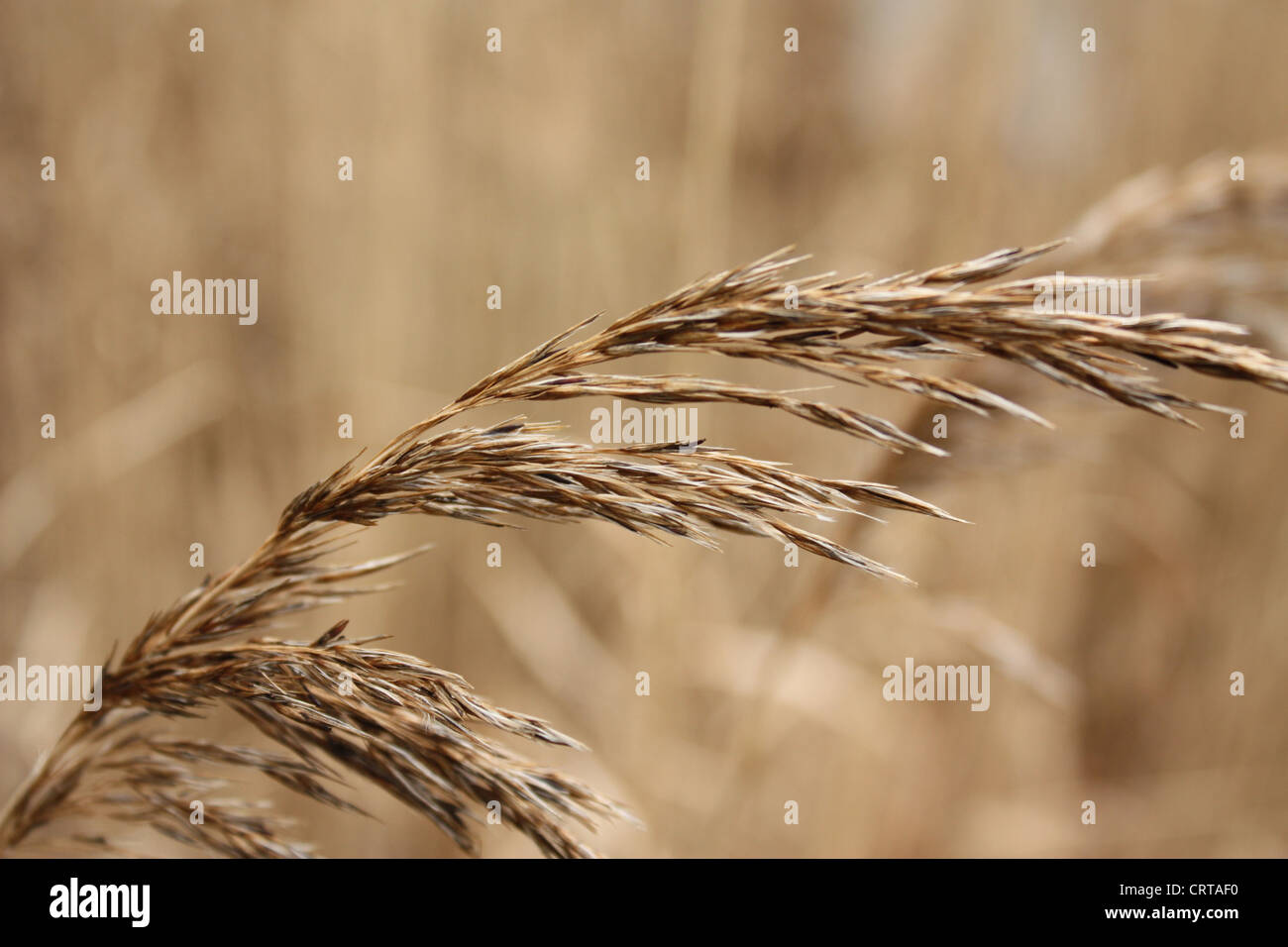 A single blade of grass Stock Photo - Alamy