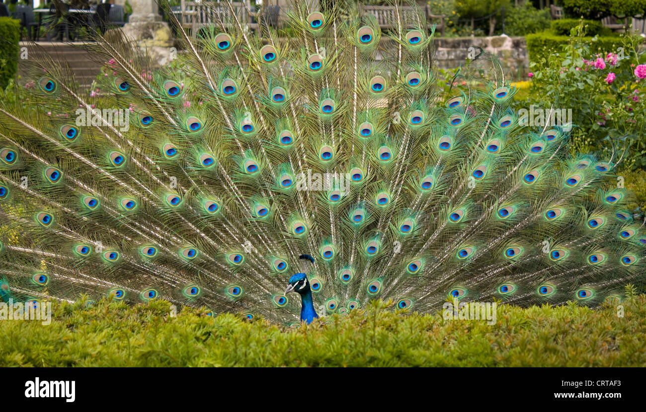 Peacock hiding behind bush Stock Photo - Alamy