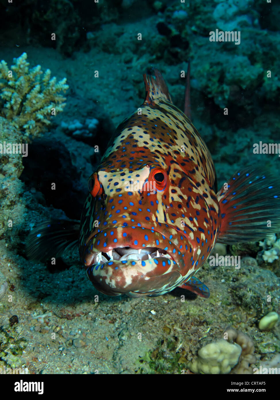 Red sea coral grouper plectropomus hi-res stock photography and images ...