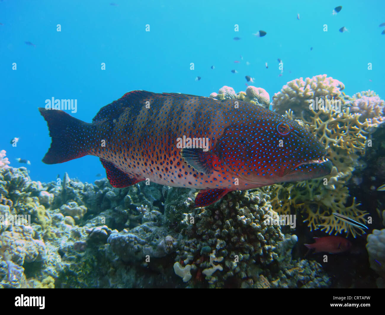 Pessuliferus hi-res stock photography and images - Alamy