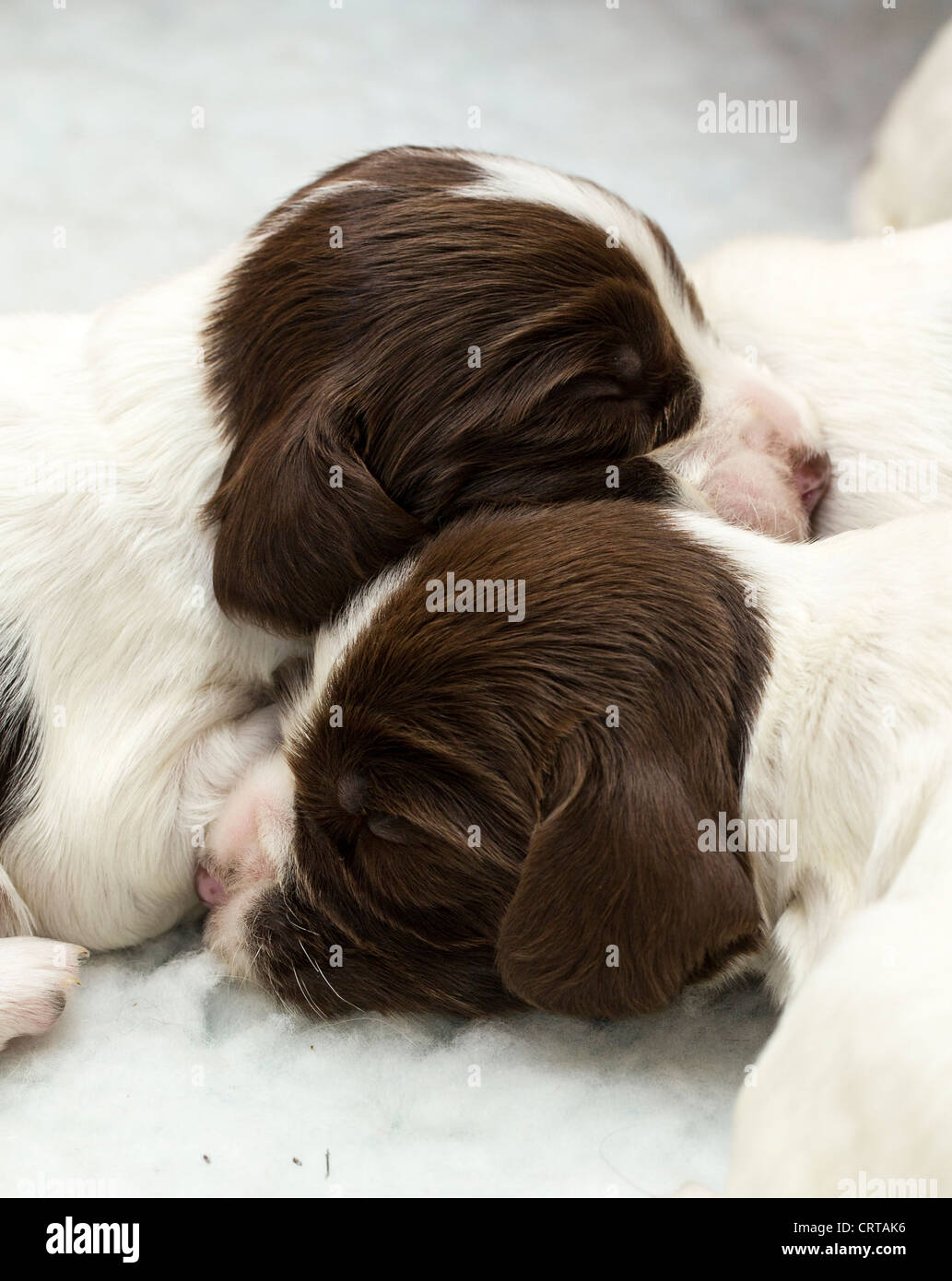 English Springer Spaniel puppies nestling together Stock Photo - Alamy