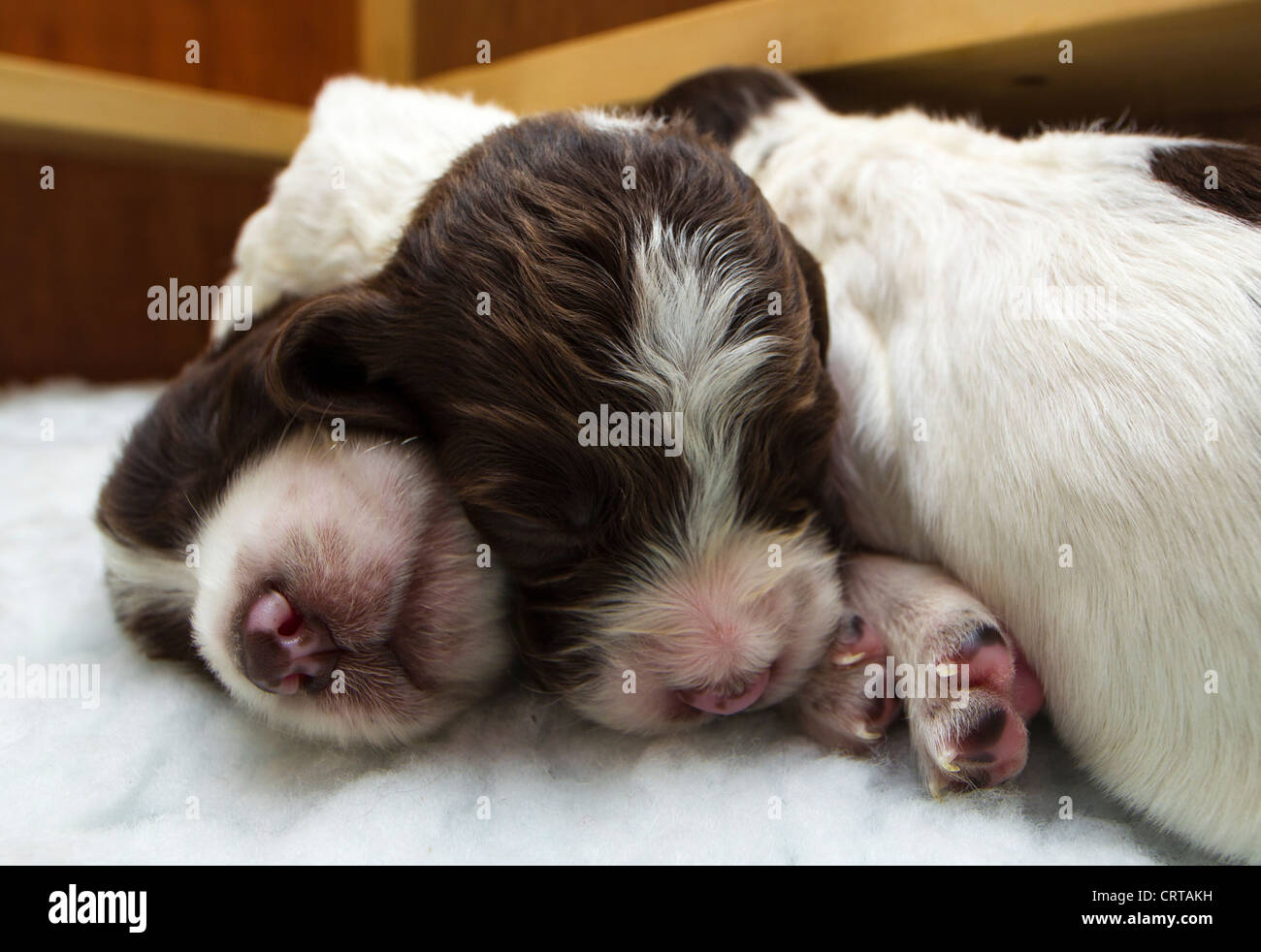 Two dogs and snuggling hi-res stock photography and images - Alamy