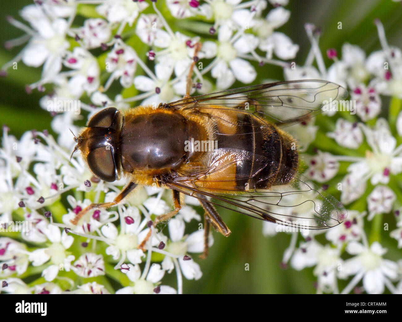 Drone fly (Eristalis tenax) a species of hoverfly (female Stock Photo ...