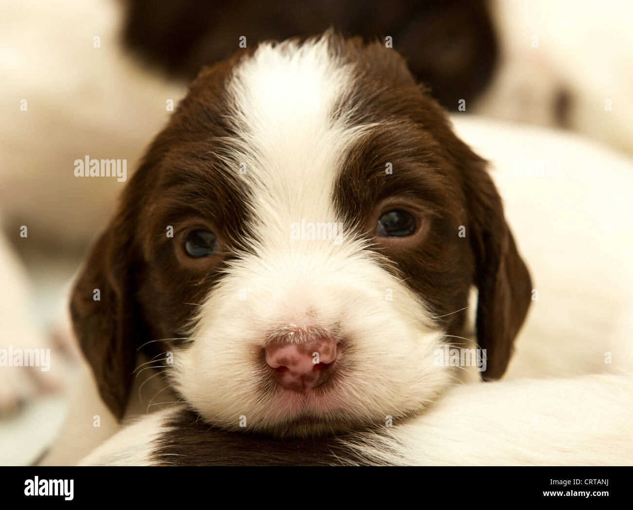 English Springer Spaniel puppy looking sad Stock Photo - Alamy