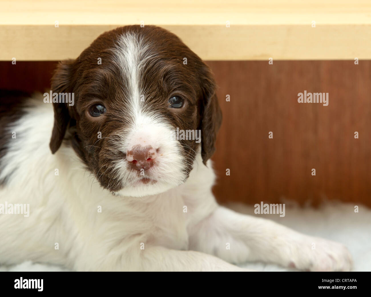 English Springer Spaniel puppy looking sad Stock Photo - Alamy