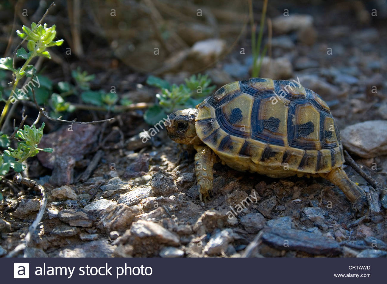 Testudo Stock Photos & Testudo Stock Images - Alamy