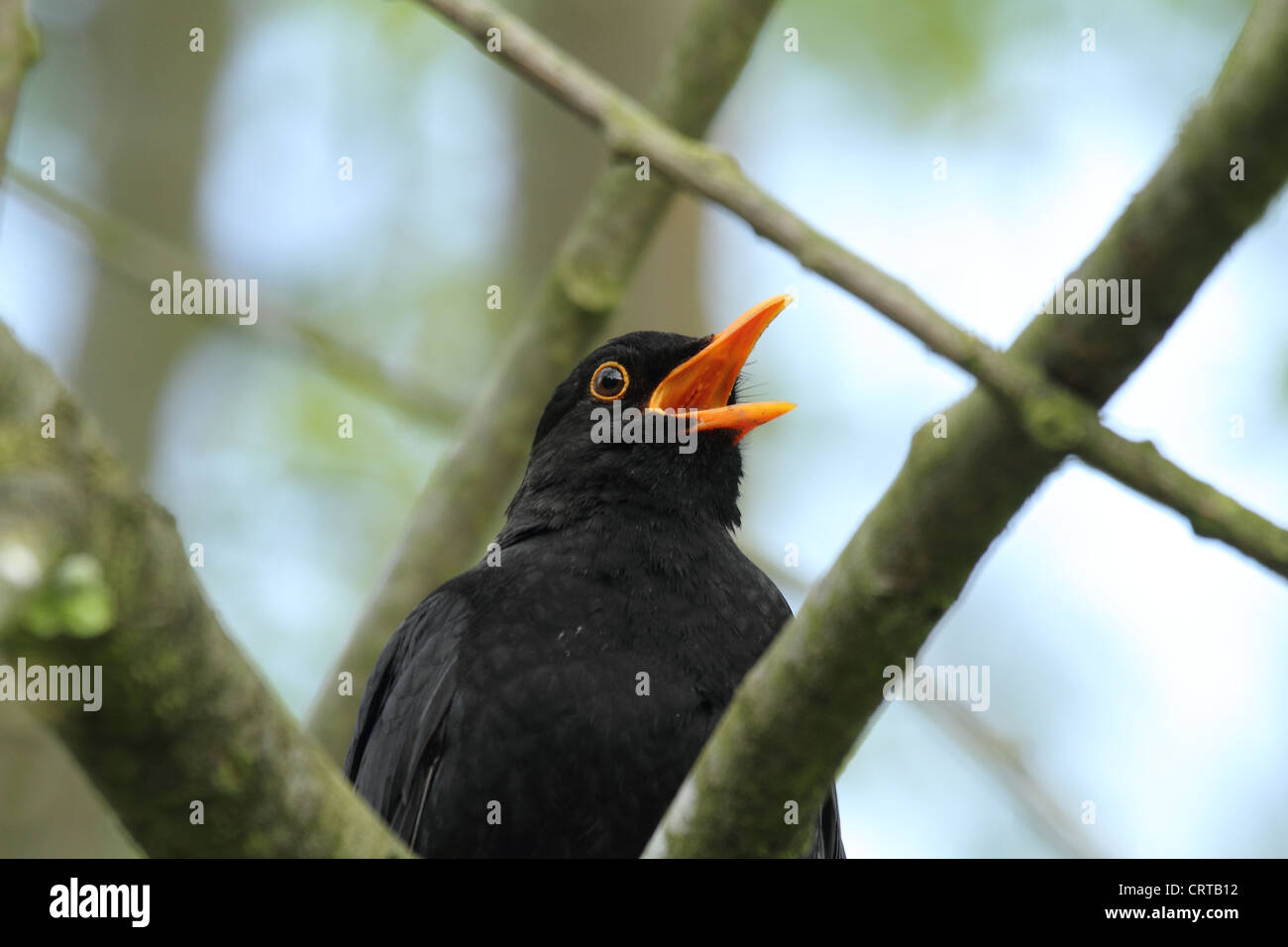 blackbird male singing with beak wide open Stock Photo - Alamy