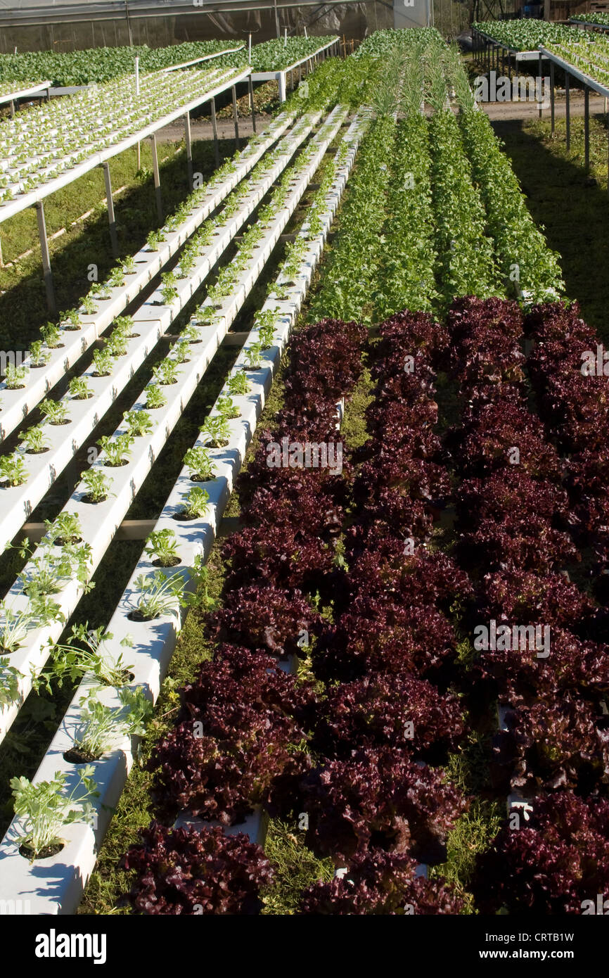 Hydroponic vegetable production Stock Photo - Alamy