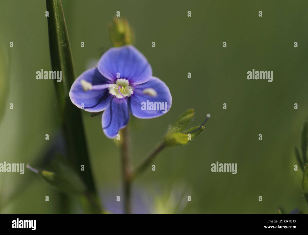 blue flowers forget me nots blurred background Stock Photo - Alamy
