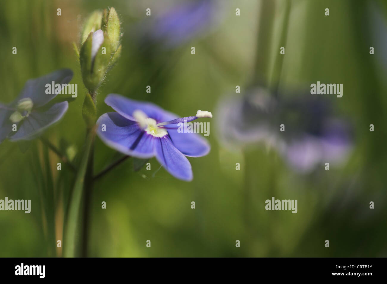 blue flowers forget me nots blurred background Stock Photo - Alamy