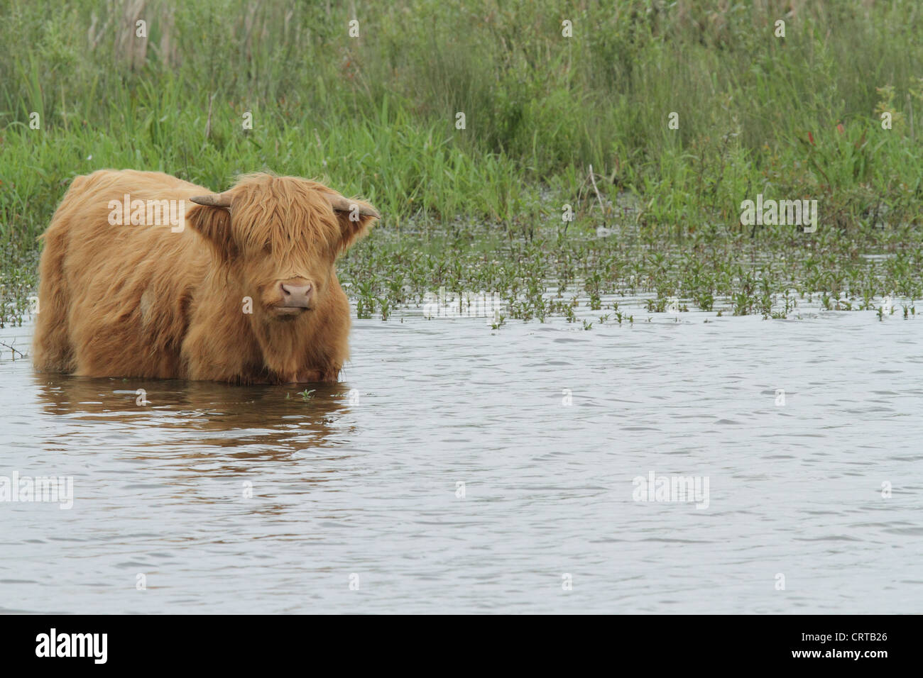 highland cow wading through flood Stock Photo - Alamy