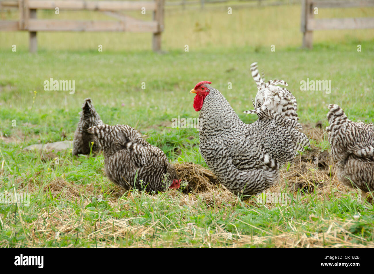 New York, Cooperstown, Farmers' Museum. Barnyard chickens Stock Photo ...