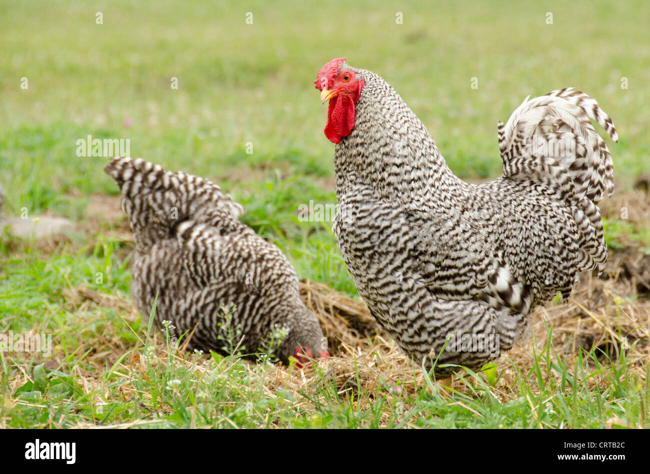 New York, Cooperstown, Farmers' Museum. Barnyard chickens Stock Photo ...