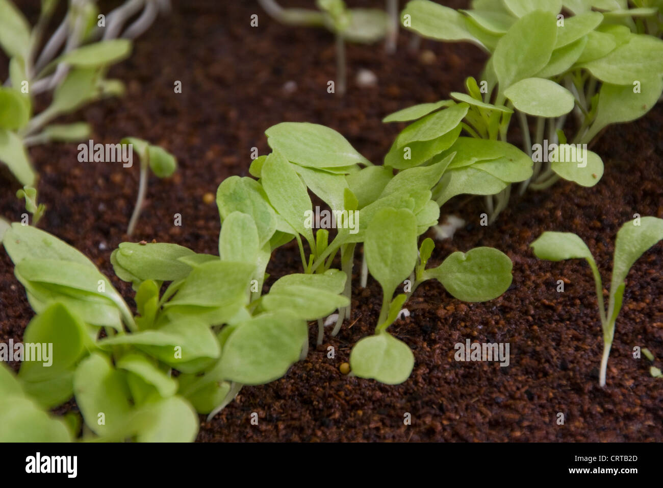 Seedlings growing hi-res stock photography and images - Alamy