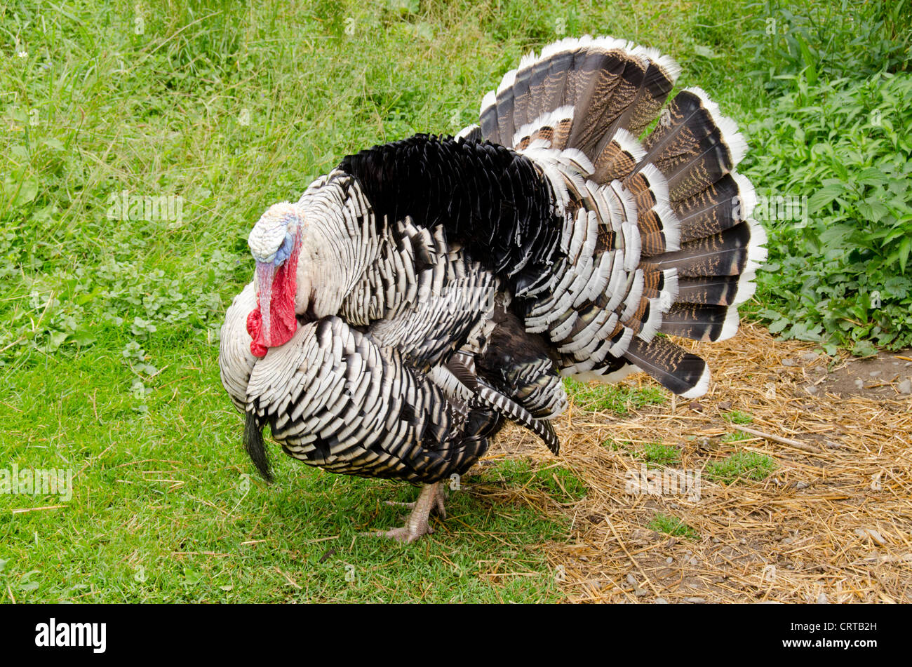 New York, Cooperstown, Farmers' Museum. Barnyard Tom turkey Stock Photo ...