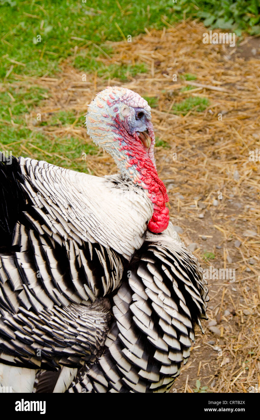 New York, Cooperstown, Farmers' Museum. Barnyard Tom turkey Stock Photo ...