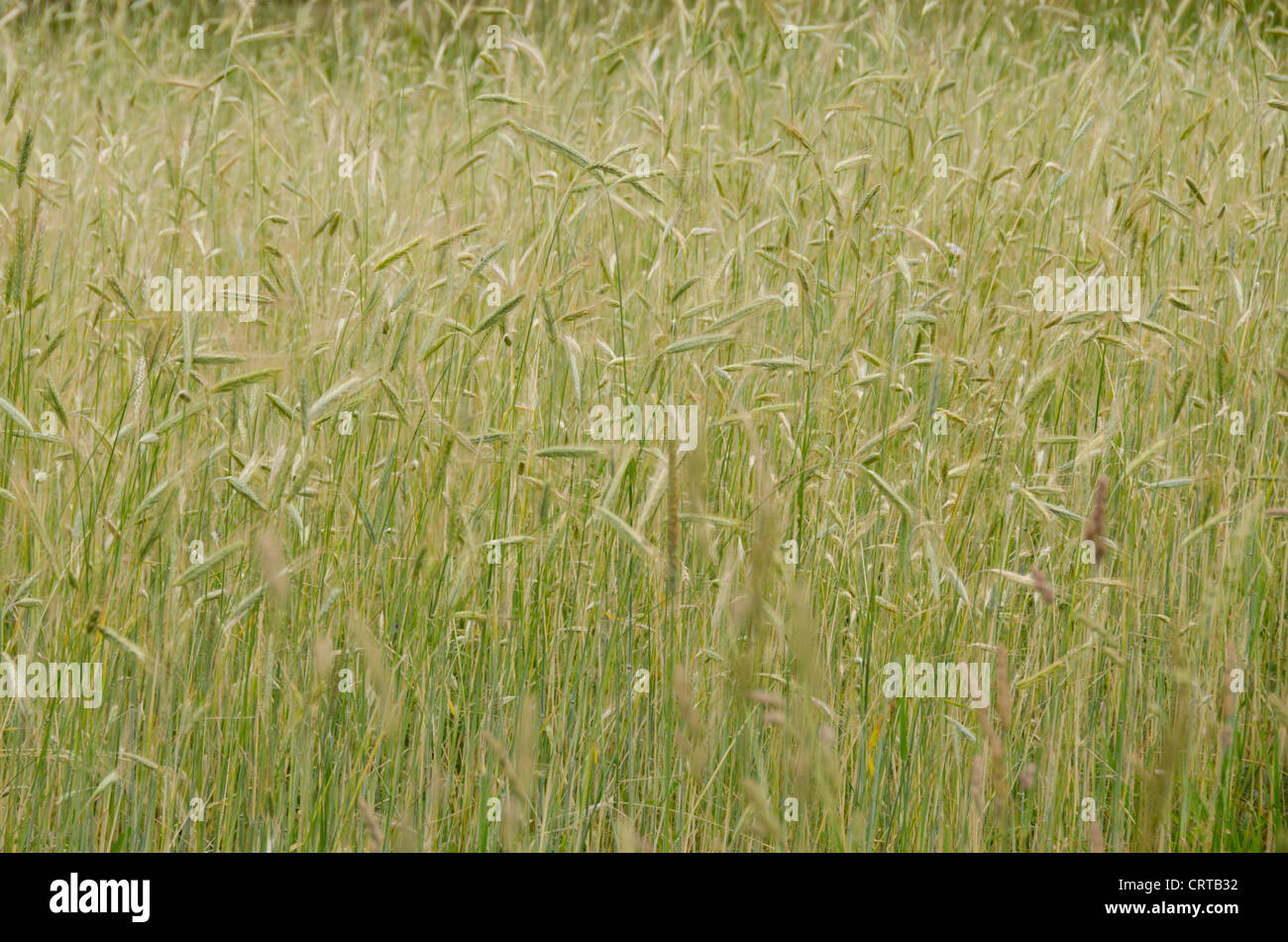 New York, Cooperstown, Farmers' Museum. Wheat crop Stock Photo - Alamy