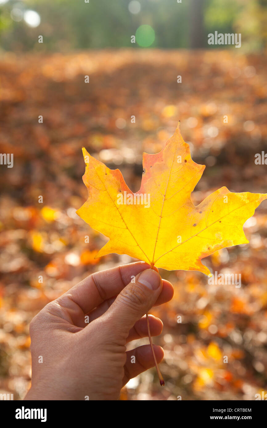 Close up of Hand Holding Autumn Leaf in Park Stock Photo - Alamy