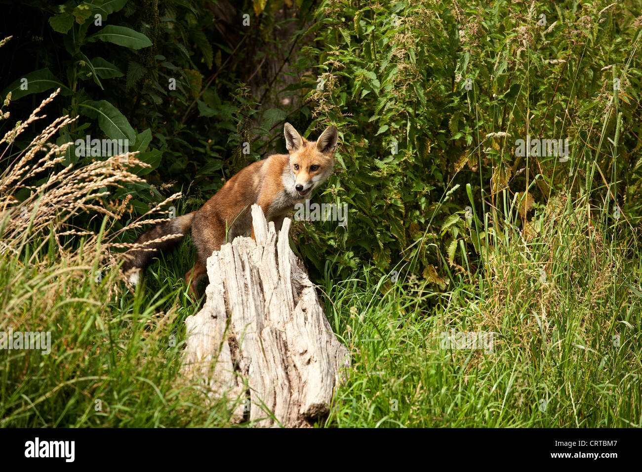 Red fox climbing hi-res stock photography and images - Alamy