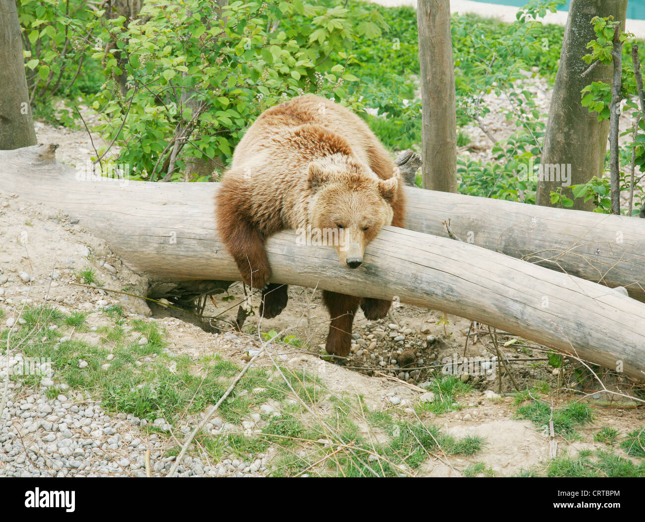 Brown bear in bear park of Bern, Switzerland Stock Photo - Alamy