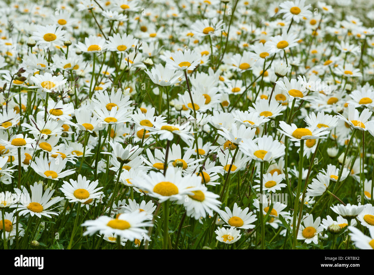 Oxeye daisies (Leucanthemum vulgare),Cambridgeshire Stock Photo - Alamy