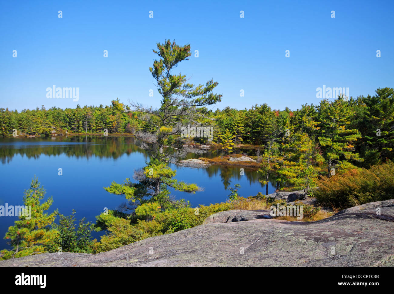 Windswept pine tree and rugged rock of Canadian Shield in Georgian Bay ...