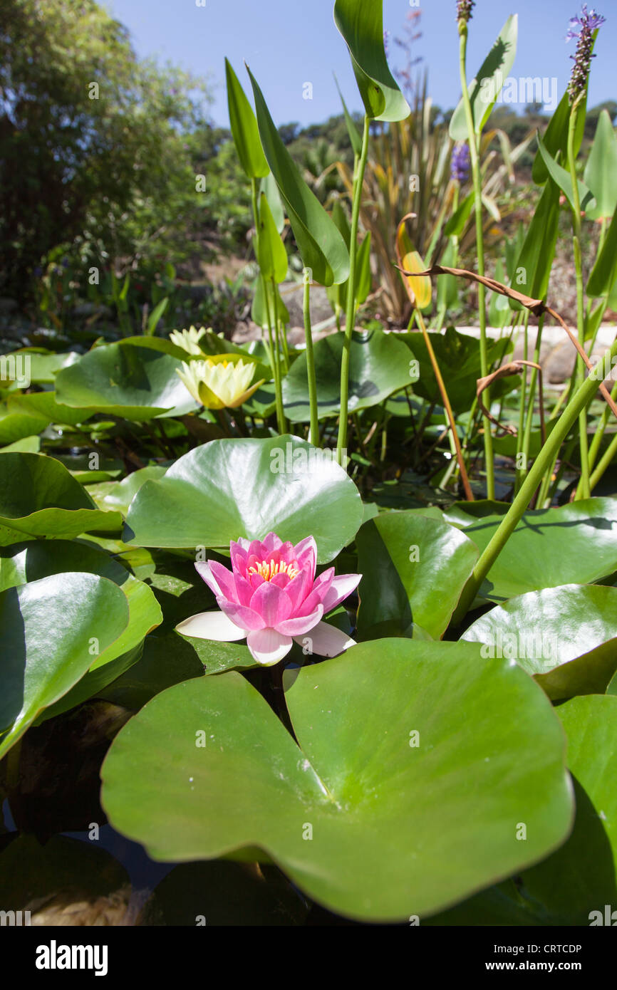 Water Lilies Nymphaeaceae Stock Photo - Alamy