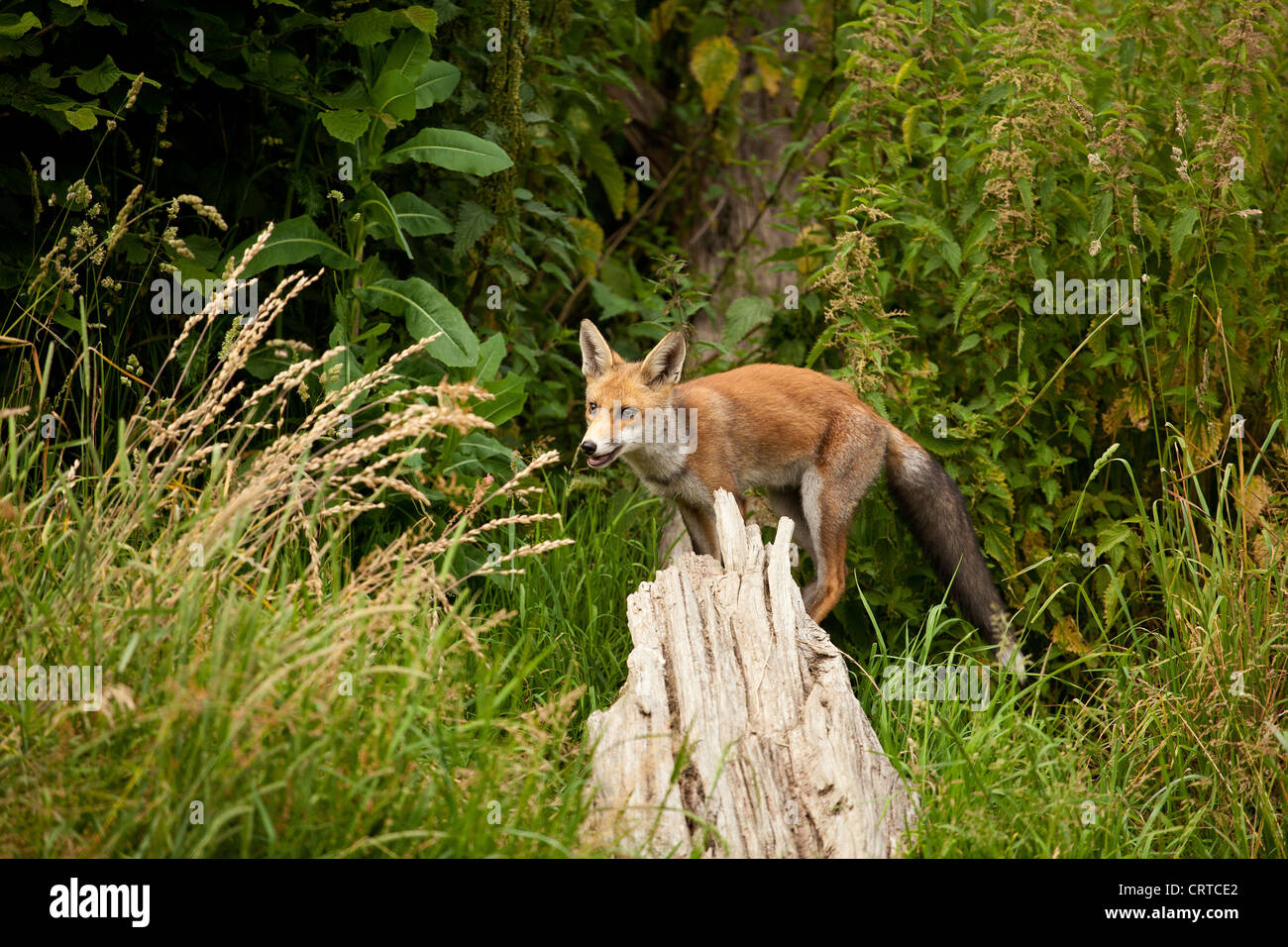European red fox Stock Photo - Alamy