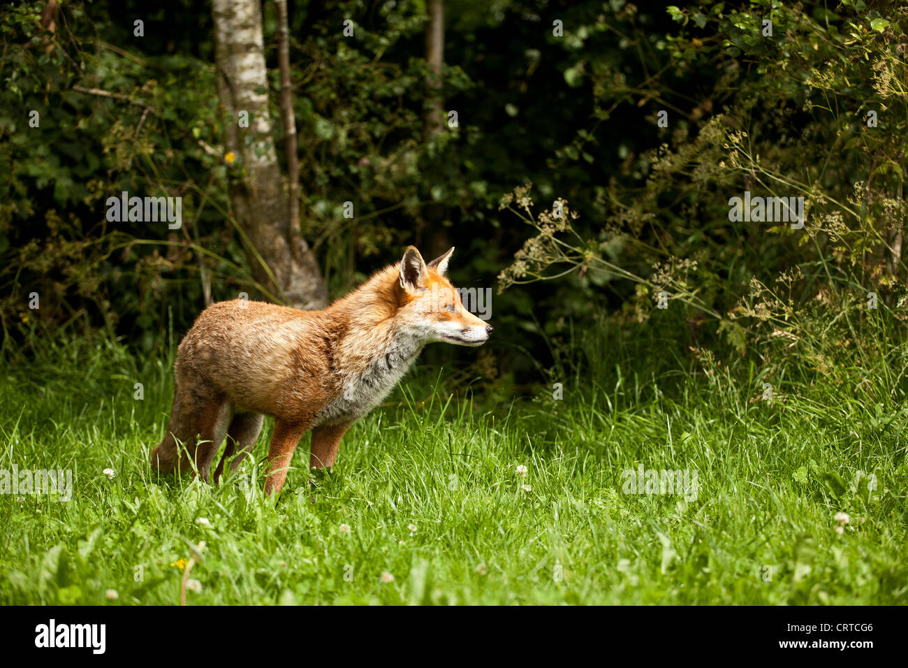 European red fox Stock Photo - Alamy