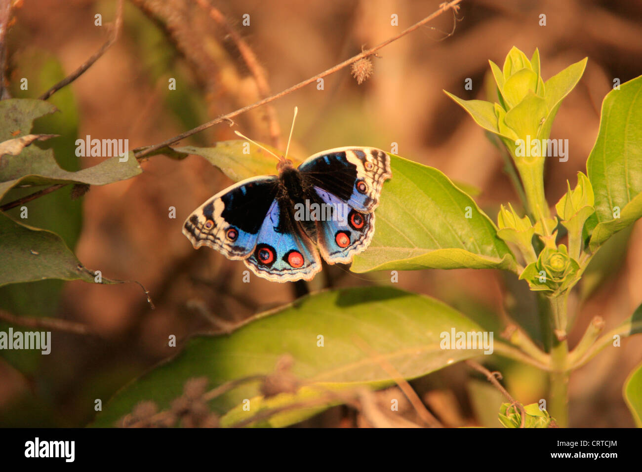 Blue Pansy butterfly (Junonia orithya) on green leaf Stock Photo - Alamy
