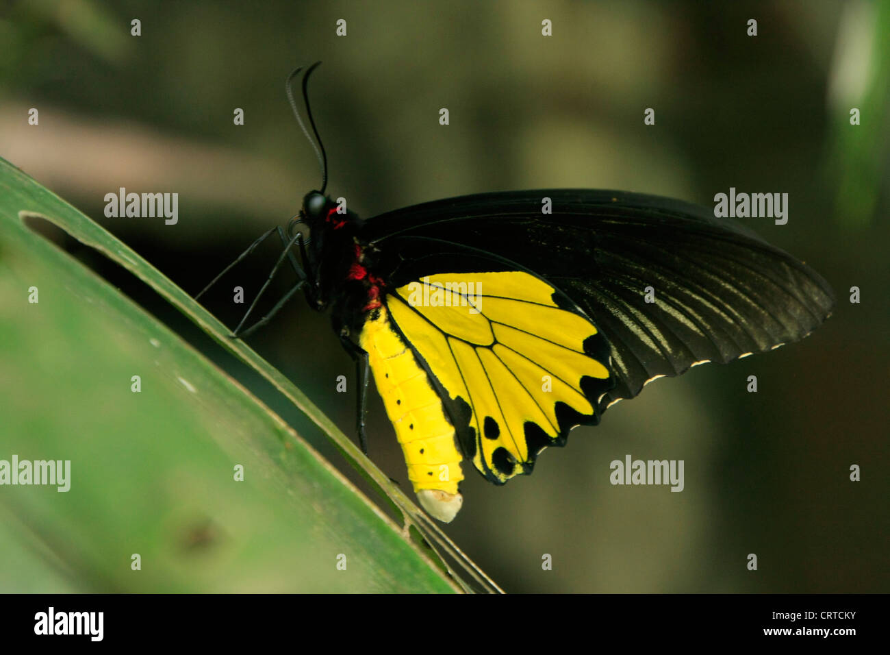 Goliath Birdwing butterfly (Omithoptera goliath) on a green leaf Stock ...