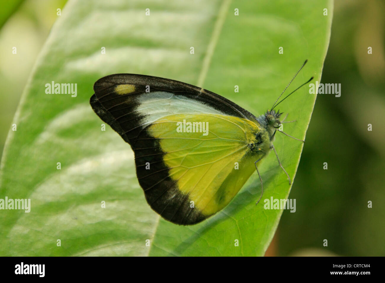 Chocolate albatross hi-res stock photography and images - Alamy