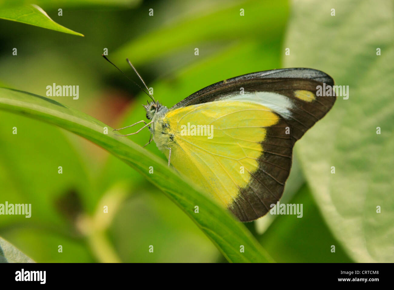 Chocolate albatross butterfly (Appias lyncida vasava) on a green leaf ...