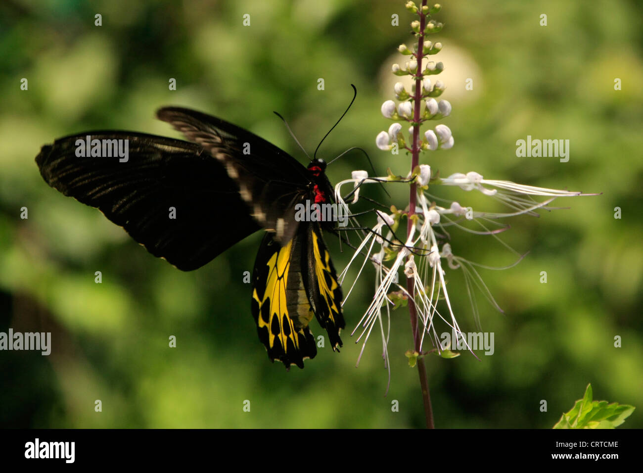 Goliath Birdwing butterfly (Omithoptera goliath) on white flowers Stock ...