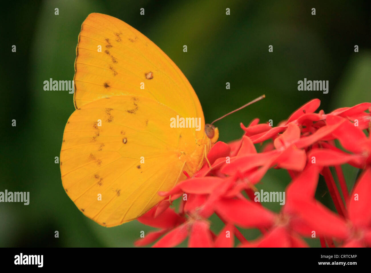 Syclla hi-res stock photography and images - Alamy