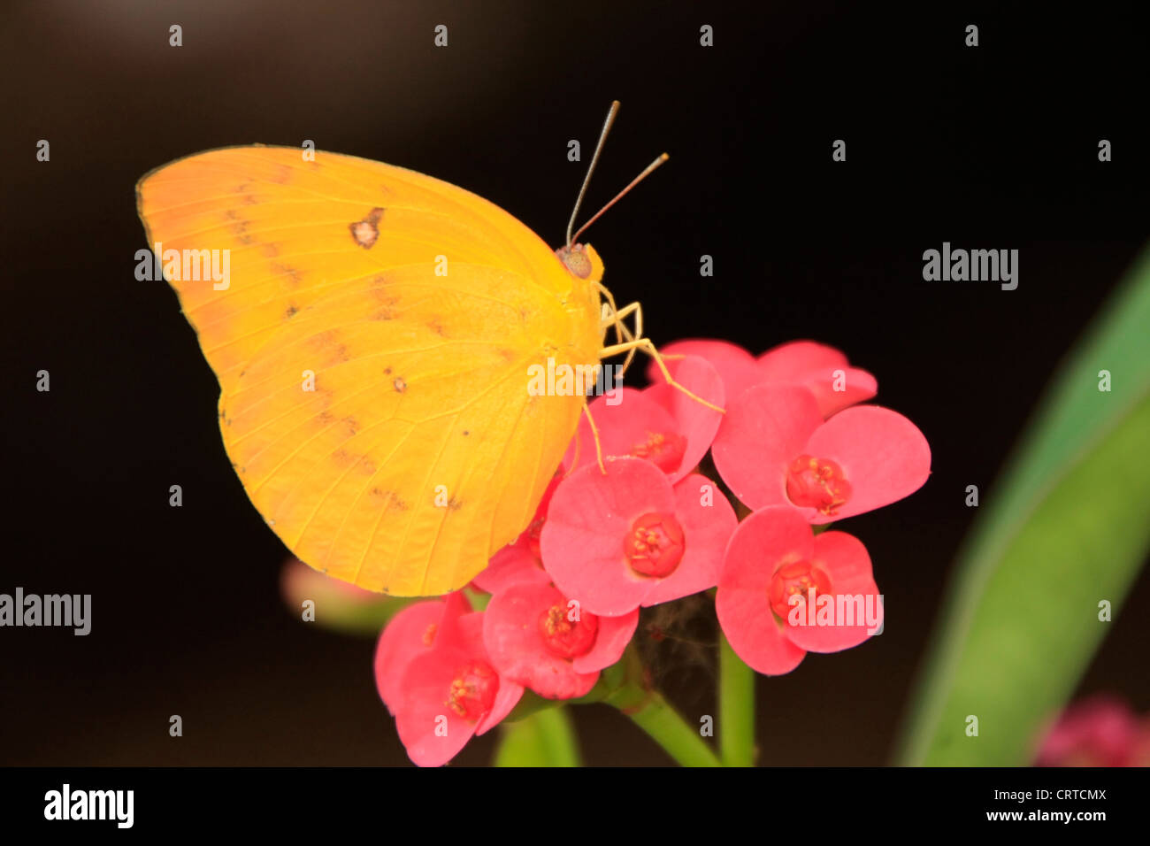 Syclla hi-res stock photography and images - Alamy