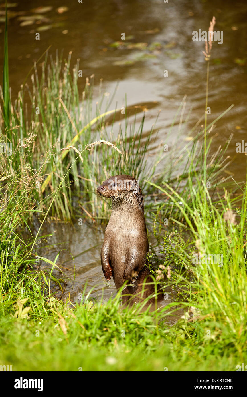 British otter standing hi-res stock photography and images - Alamy