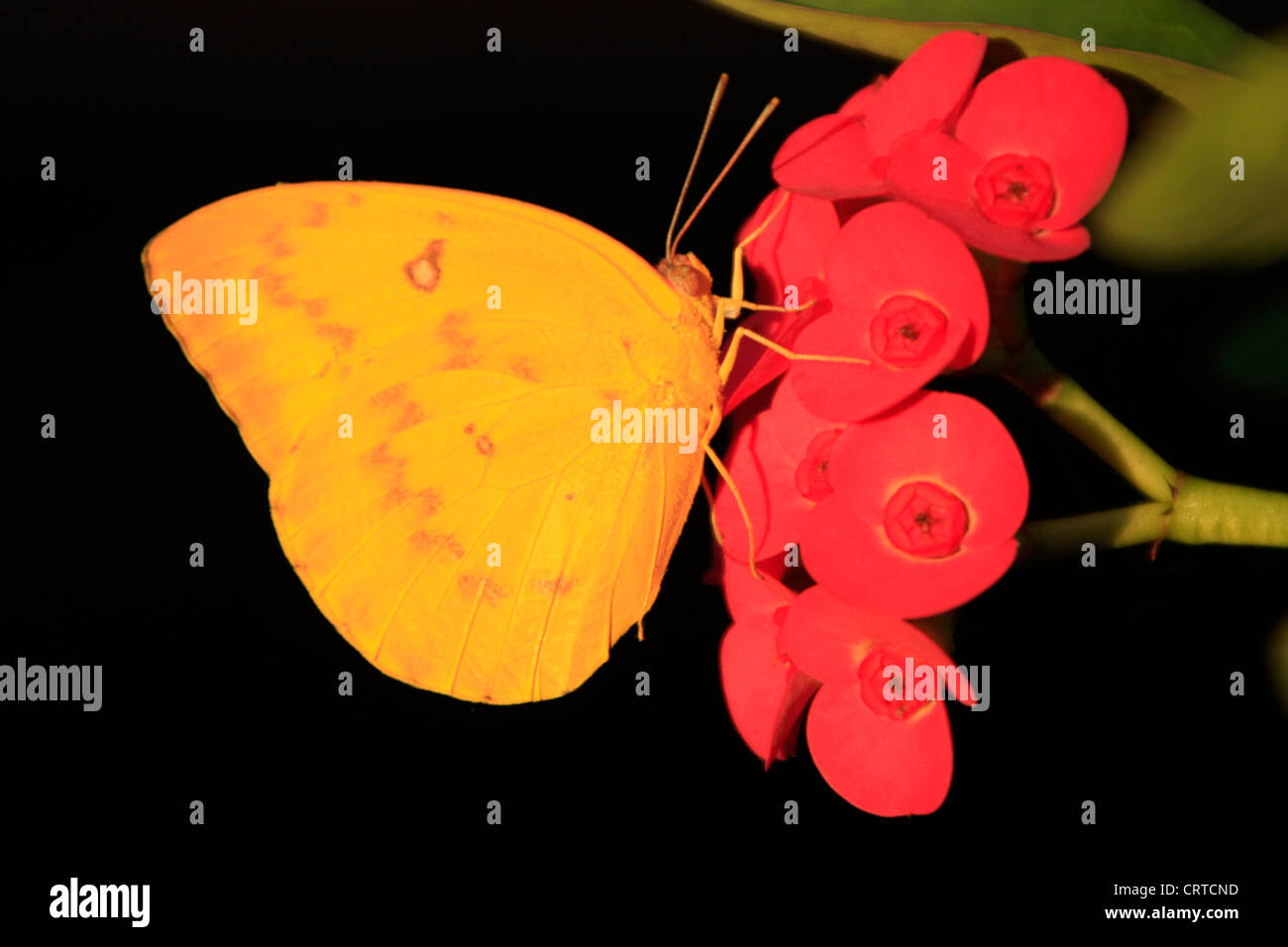 Syclla hi-res stock photography and images - Alamy