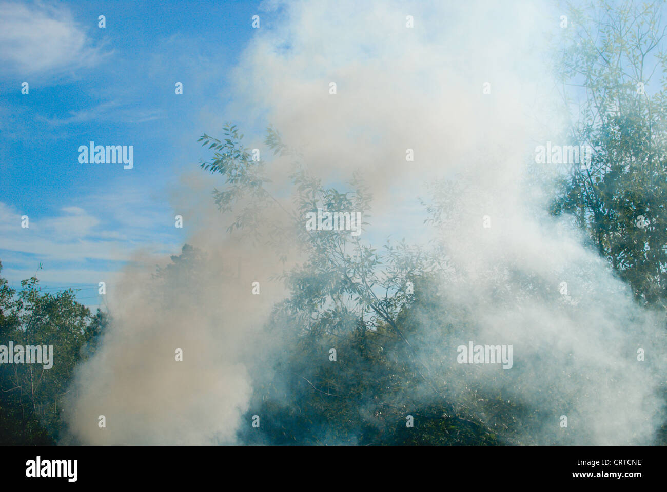 Smoke trees hi-res stock photography and images - Alamy