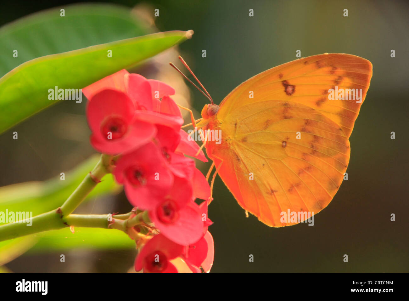 Orange Emigrant butterfly (Catopsilia syclla cornelia) on red flowers ...