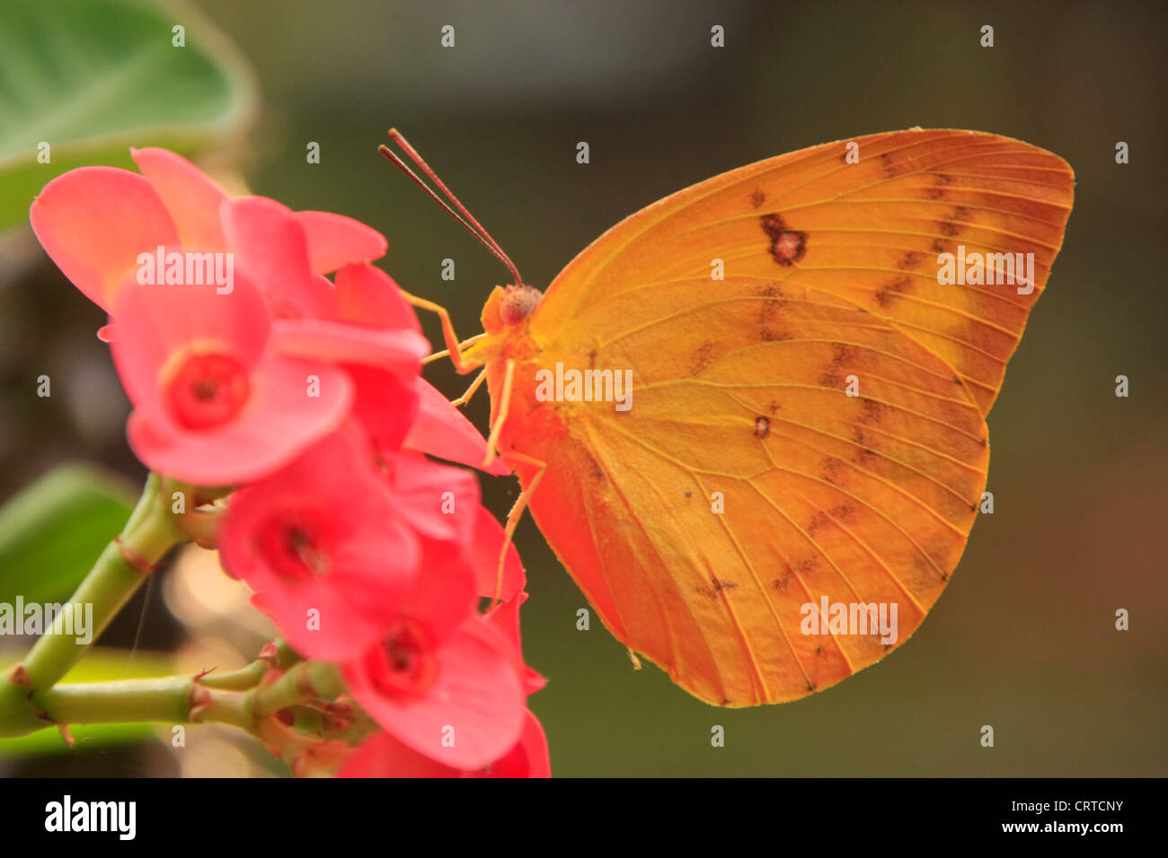 Orange Emigrant butterfly (Catopsilia syclla cornelia) on red flowers ...