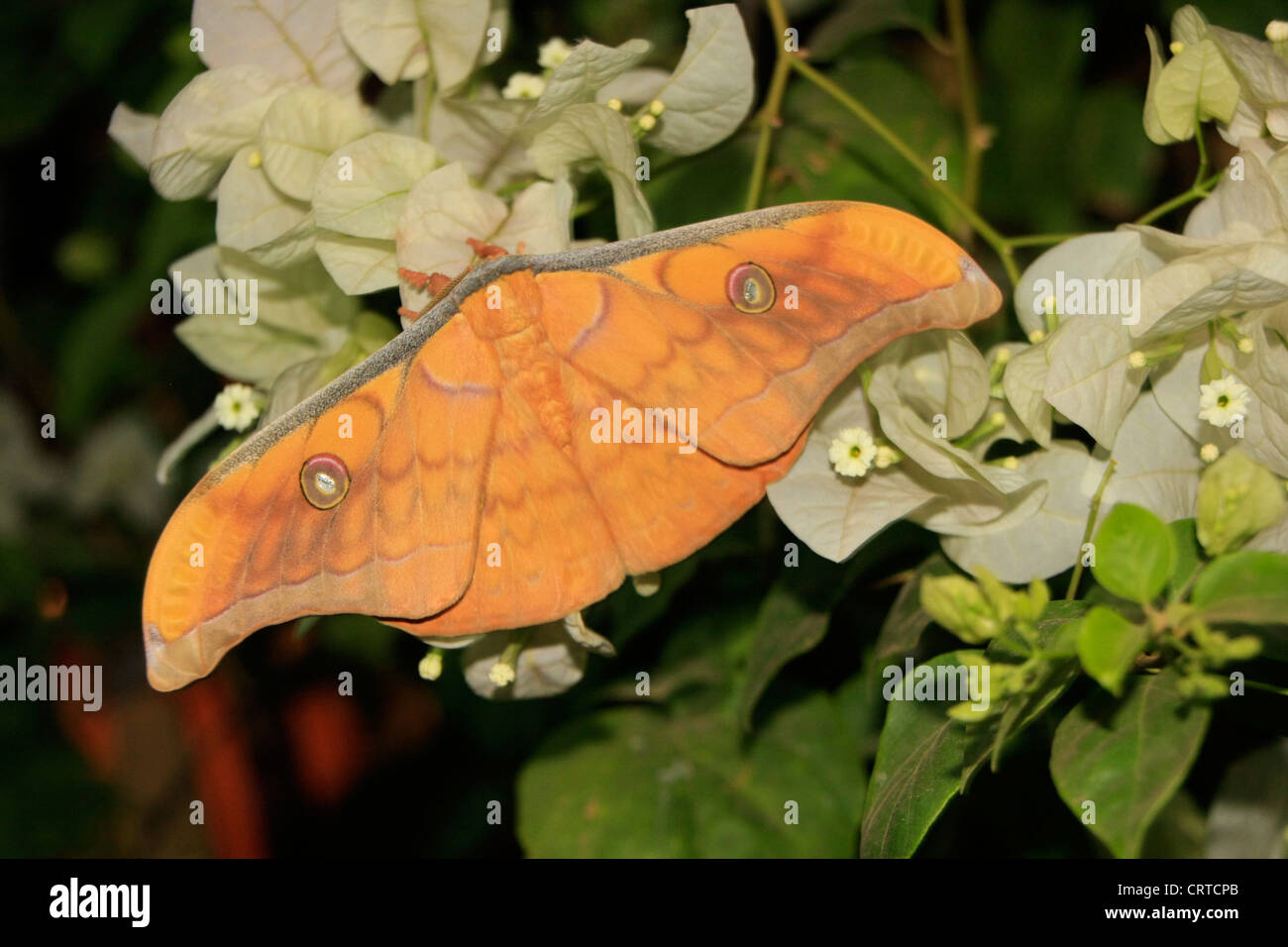 Silk moth hi-res stock photography and images - Alamy