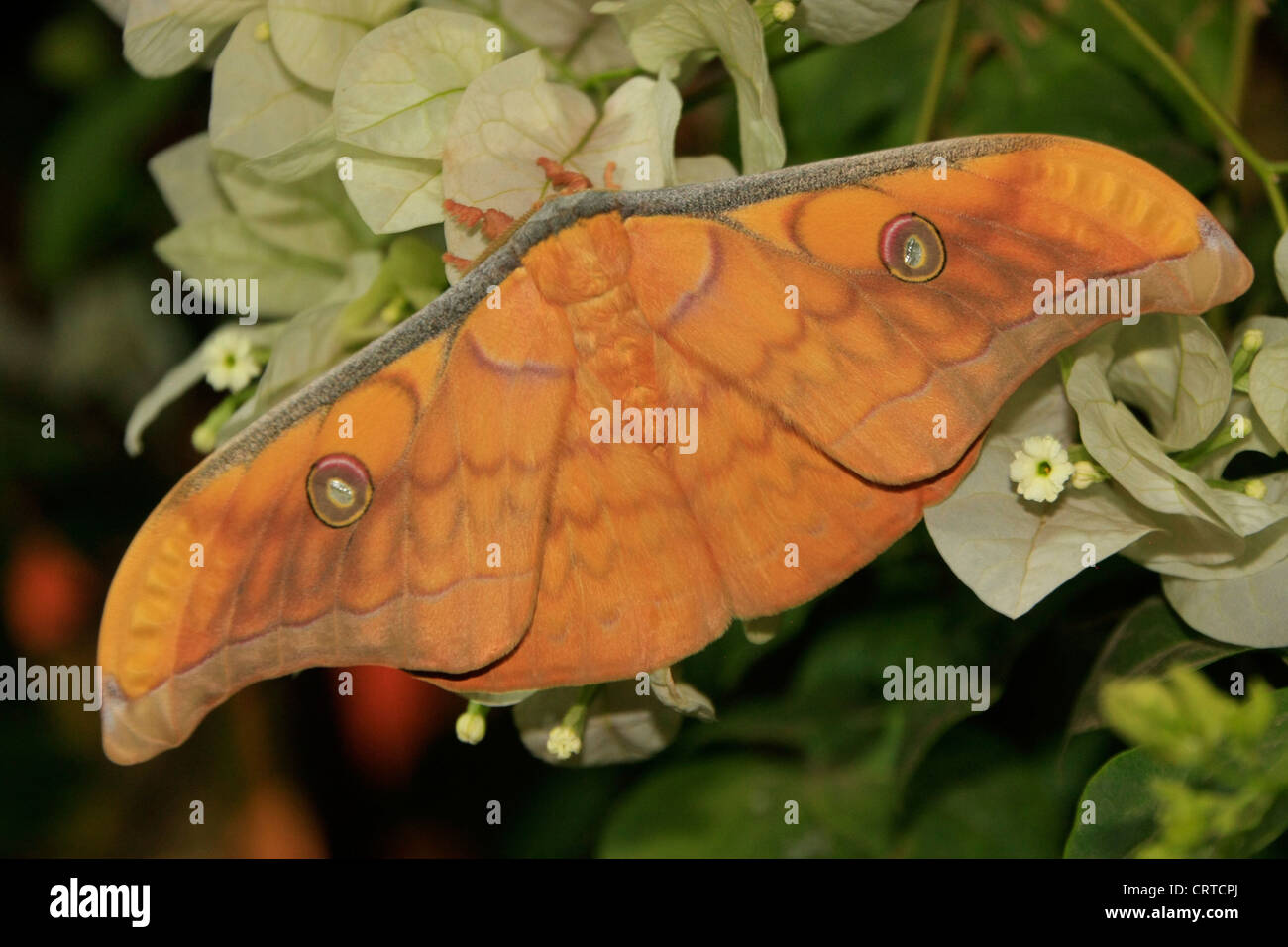 Taxidermy & Curiosities male and female Silk Moths A pair of Antheraea ...