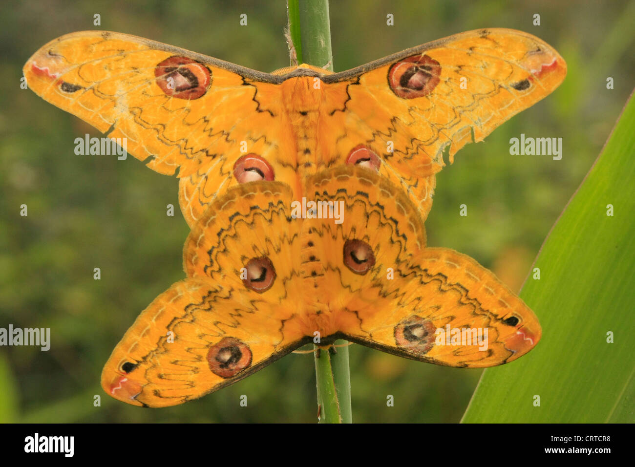 Yellow Saturniid moths (Loepa megacore) mating on a green stem Stock ...