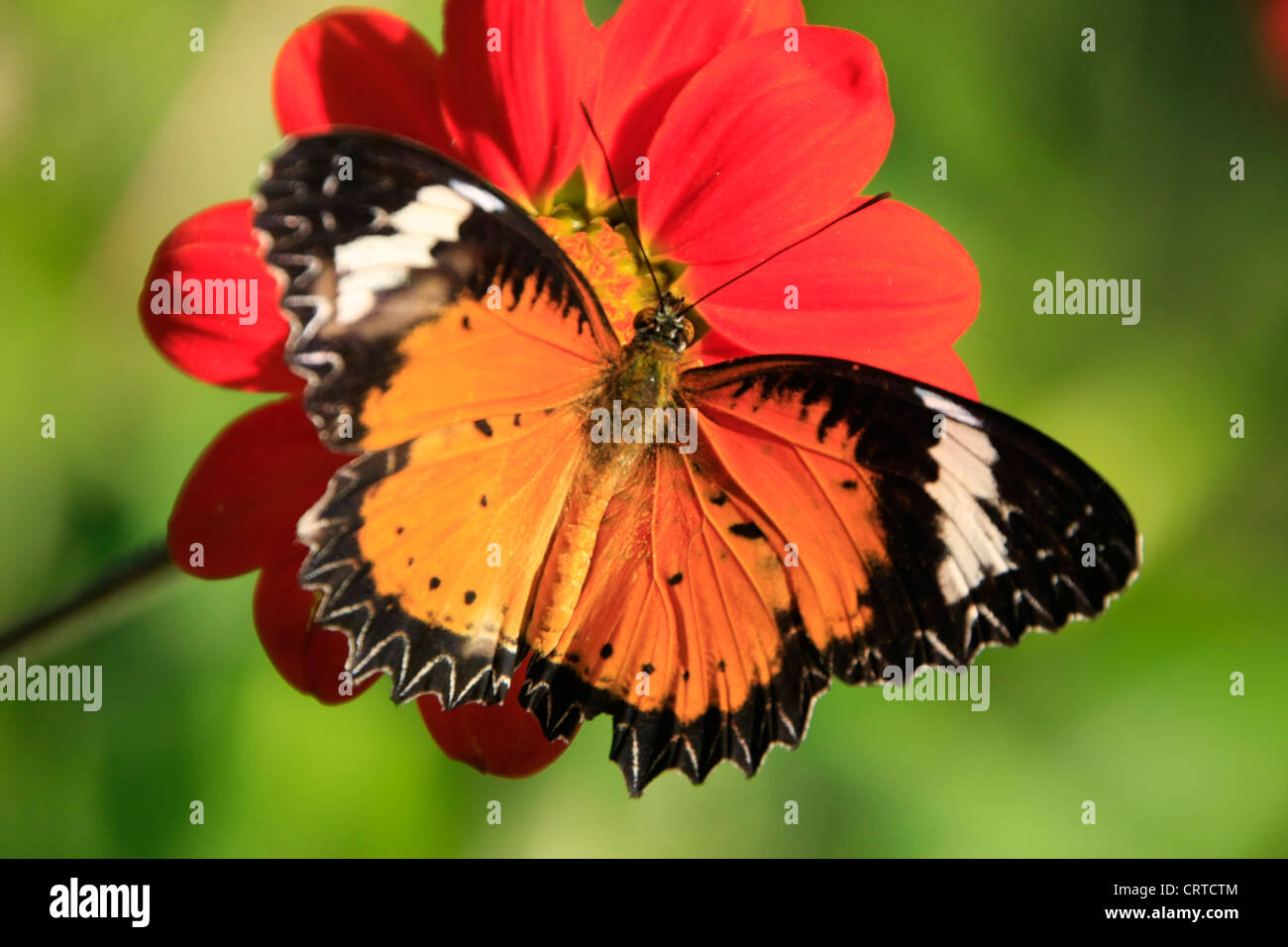 Leopard Lacewing butterfly (Cethosia cyane) on a red flower Stock Photo ...