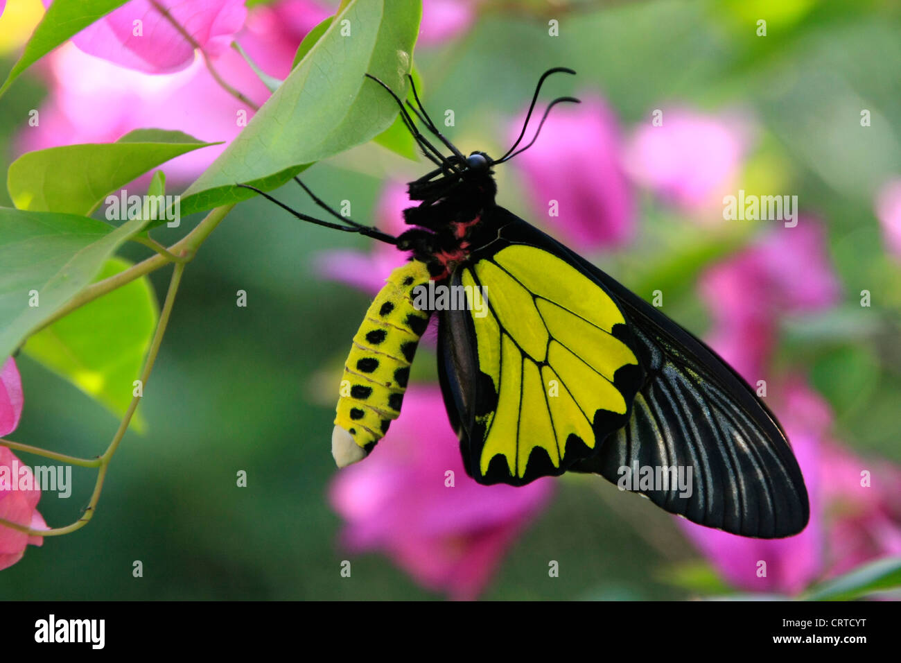 Goliath birdwing butterfly hi-res stock photography and images - Alamy