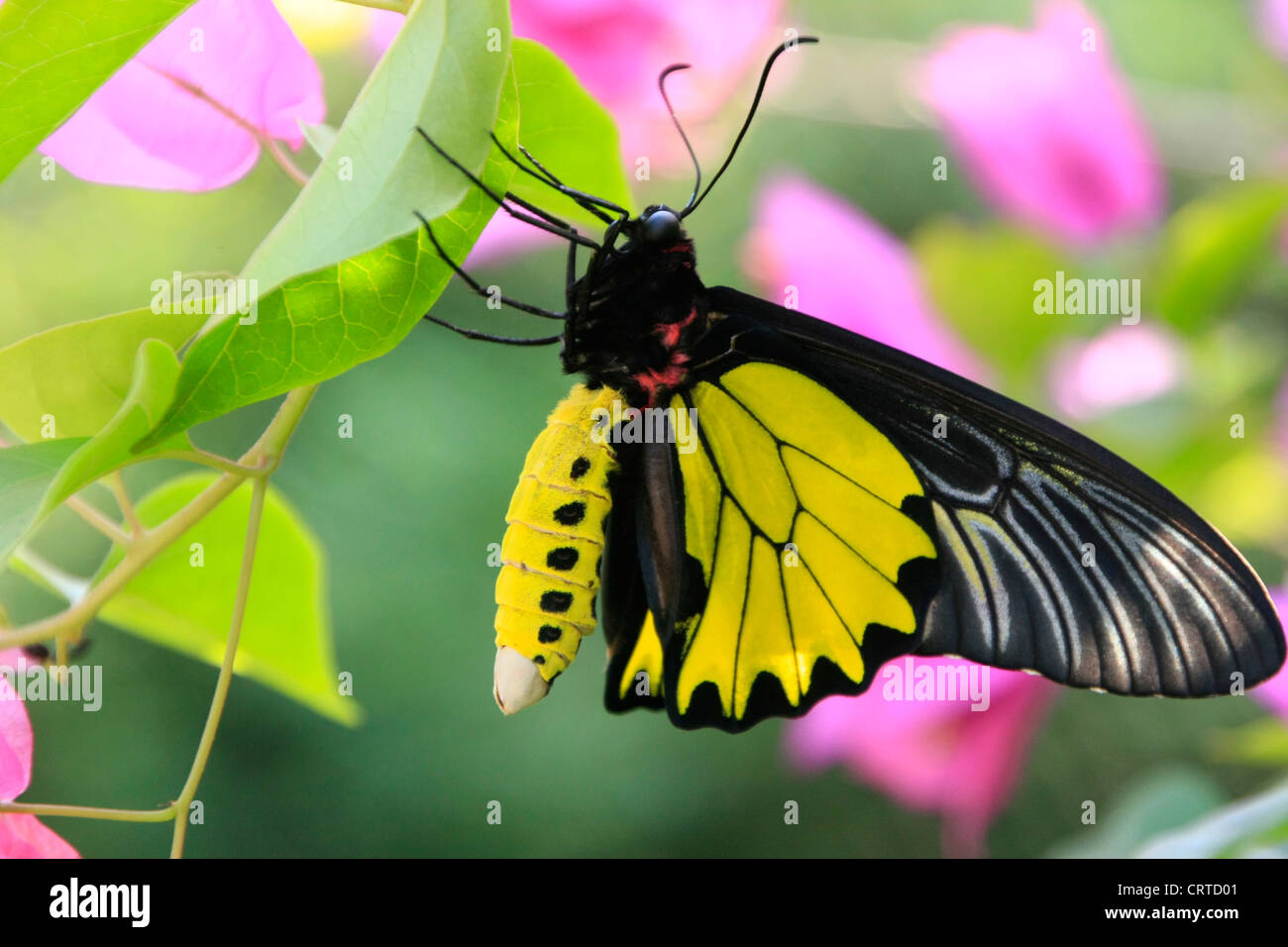 Goliath birdwing butterfly hi-res stock photography and images - Alamy
