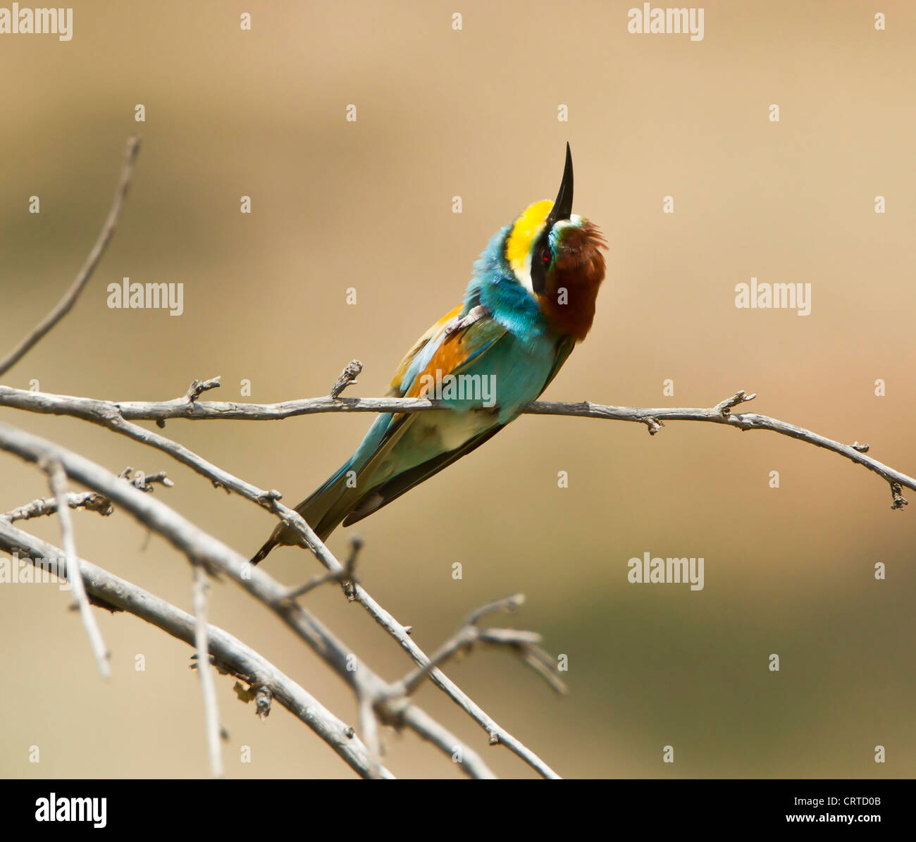 Bee eater European Merops apiaster Stock Photo - Alamy