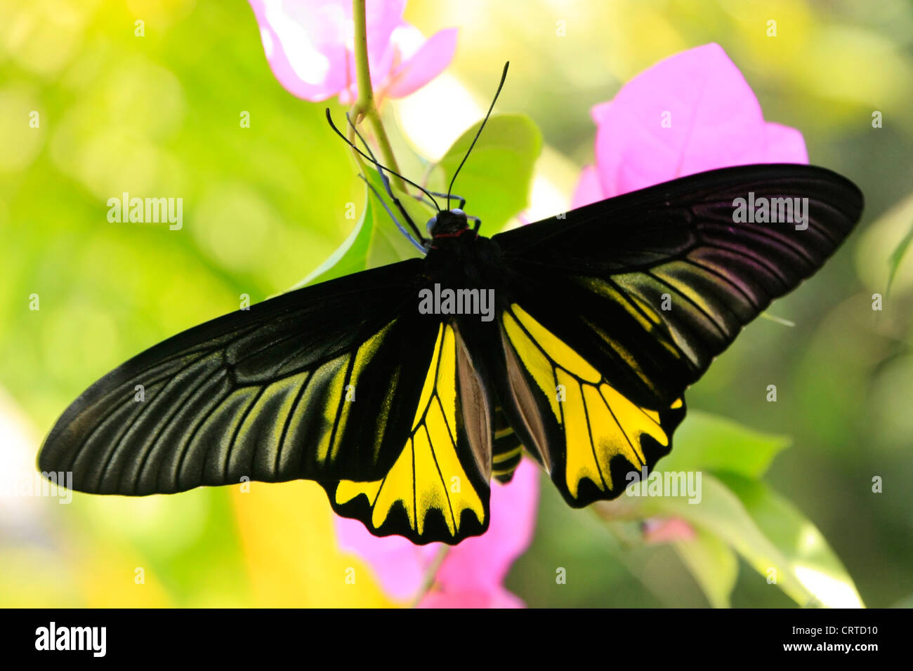 Goliath Birdwing butterfly (Omithoptera goliath) on pink flowers Stock ...