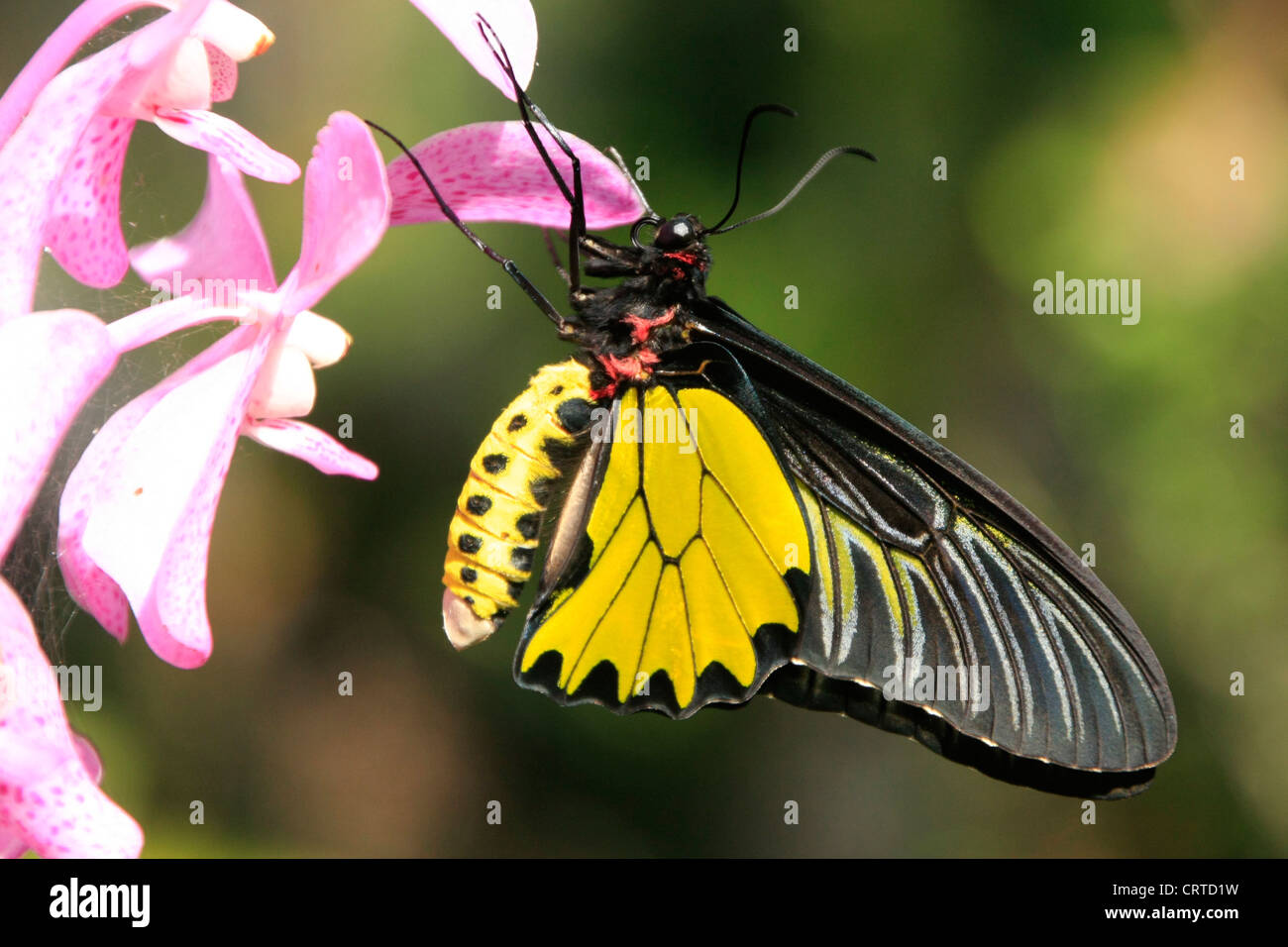 Goliath Birdwing butterfly (Omithoptera goliath) on pink orchid flowers ...
